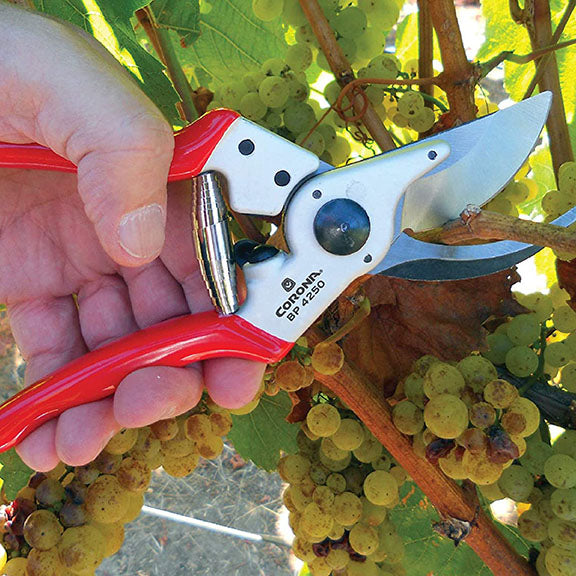 hand pruner