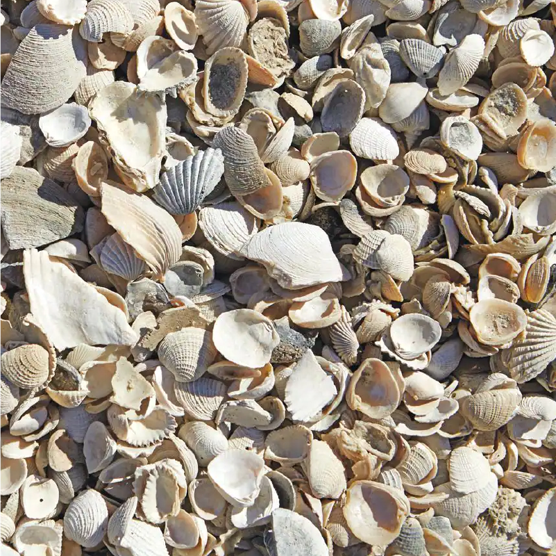 Bulk Rock - Shell Medium ½" -1" – GoMulch